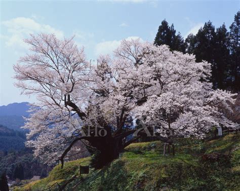 仏隆寺の桜 奈良県 91591908 の写真素材 アフロ