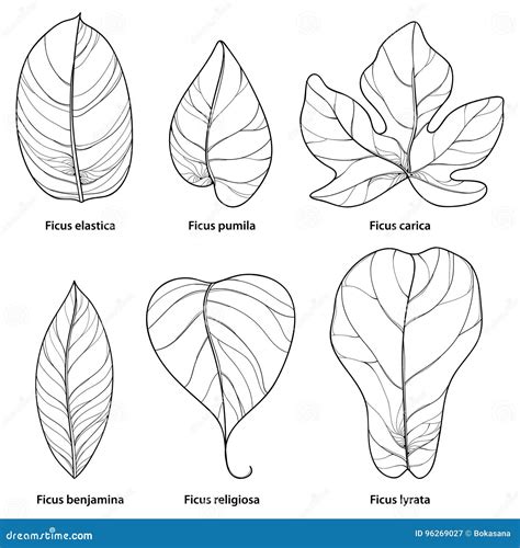 Ficus Pumila Vintage Illustration Cartoon Vector