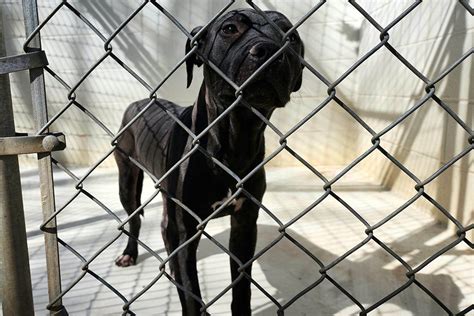 Capone X Miss Bridget Pups