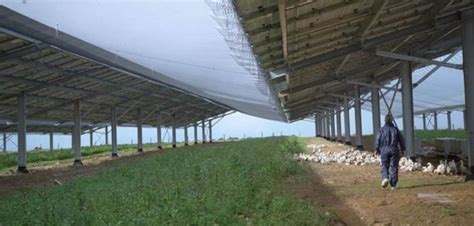 Technique Solaire étudie limpact des panneaux PV sur les volailles L