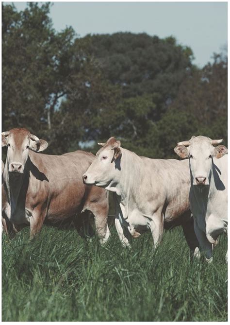 Garronese Beef To Beef