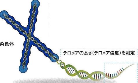 テロメア検査 エクソソーム点滴なら アールイークリニック銀座