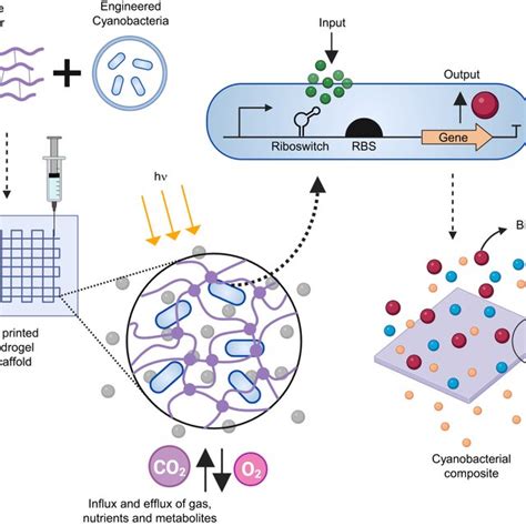 Schematic Illustration Of The Use Of Engineered Cyanobacteria For