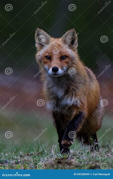 Fox Chase Stock Image Image Of Nature Chasing Wildlife 69338949