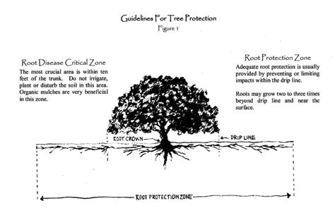 Watering Trees Fertile Earth Tree Land Care