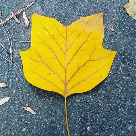 Tulip Tree Leaf Description Sydney Downing