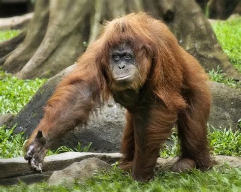 Habitat Dellorango Habitat Di Orango Selvatico Immagini E Fotografie