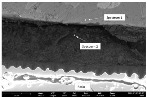 Scanning Electron Microscope Results Download Scientific Diagram