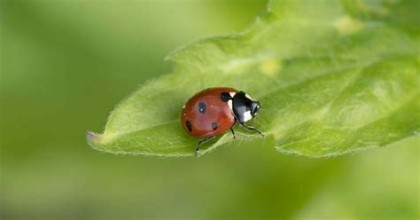 Ladybug Symbolism Dreams And Messages Spirit Animal Totems