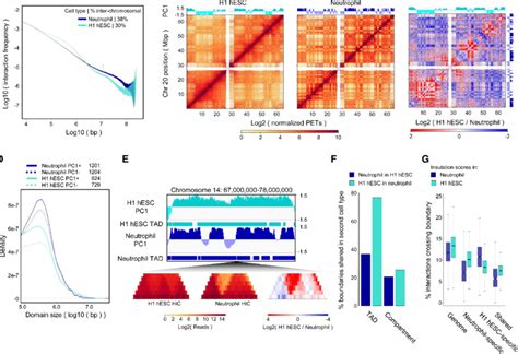 Heterochromatic Super Contraction And Segmentation Of The Neutrophil