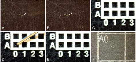 Figure 3 From Based On Immunofluorescence Detection Semantic Scholar