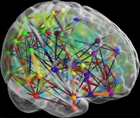 Parietal Modeling Brain Structure Function And Variability Based On