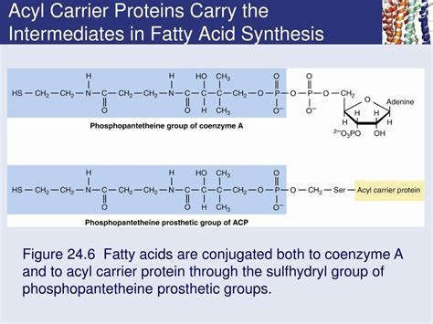 Ppt Chapter 24 Lipid Biosynthesis Powerpoint Presentation Free
