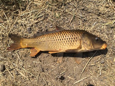 Species 70 Common Carp CaughtOvgard