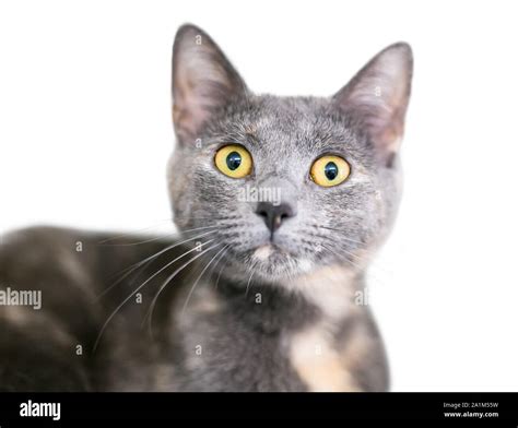 Dilute Gray Calico