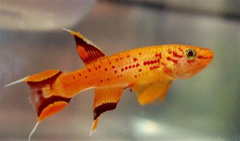 Australe Killifish Advice Raquariums
