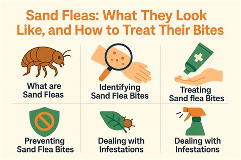 Sand Fleas What They Look Like And How To Treat Their Bites