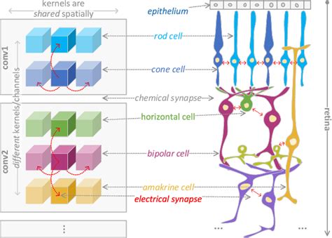 Figure 3 From Convolution Of Convolution Let Kernels Spatially