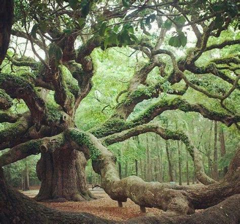 Best Images About Gnarly Trees On Pinterest The Old Nature And Angkor