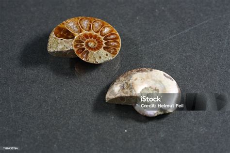 암모마이트는 오징어 인클로저의 화석화로 스튜디오에서 매크로 렌즈로 촬영한 것입니다 갈색에 대한 스톡 사진 및 기타 이미지
