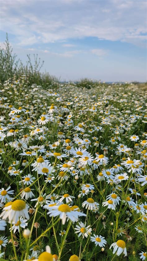 Ромашки обои поле