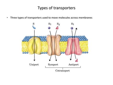 Biochemistry Exam 3 Flashcards Quizlet