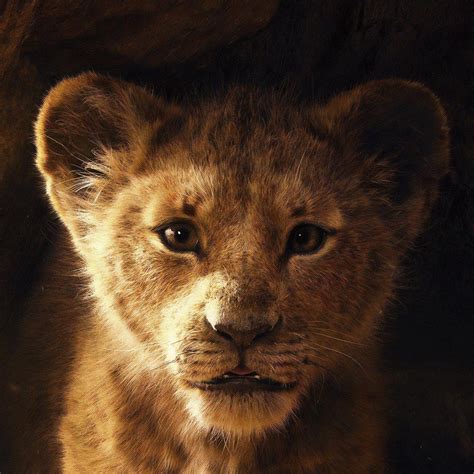 Cute The Lion King Wallpapers Top Free Cute The Lion King Backgrounds