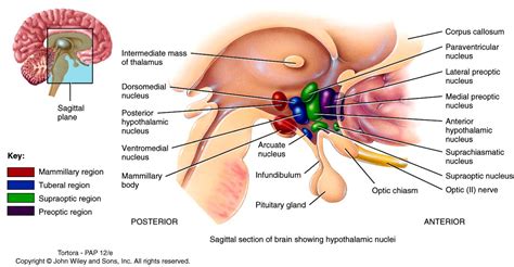 Hypothalamus Clinical Anatomy And Operative Surgery Facebook