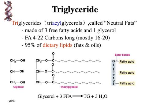 Ppt Chapter 5 Lipids Metabolism Powerpoint Presentation Free