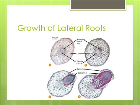 Ppt Plant Transport Powerpoint Presentation Free Download Id1867149