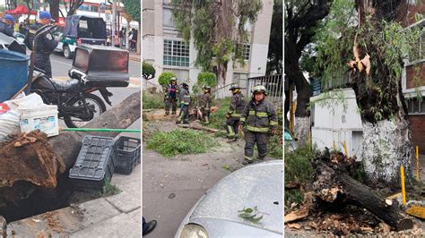 Fuertes vientos en CDMX provocaron caída de árboles de más de 10 metros