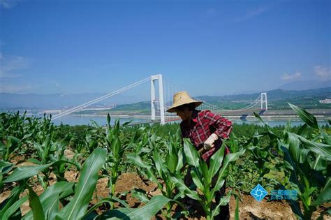 長江上的第一座懸索橋——西陵長江大橋 每日頭條