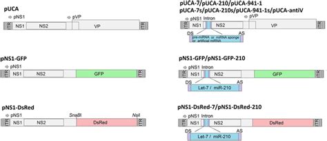Schematic Organization Of The Recombinant Aedes Aegypti Densovirus