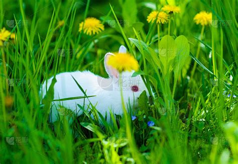 草里有趣的小白兔