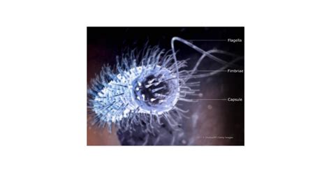Structure Of A Helicobacter Pylori Cell Postcard