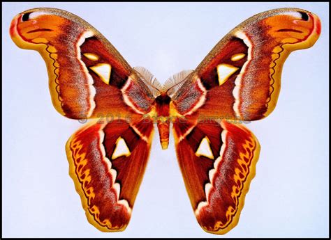 Timor Moth Attacus Dohertyi