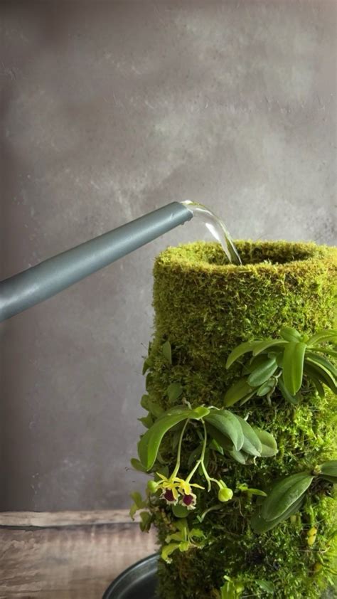 How To Grow Plants On Ceramic Ceramic Vase With Moss