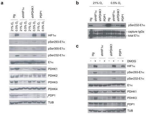Genetic Manipulations Can Alter Pdh E1α Phosphorylation In Response To