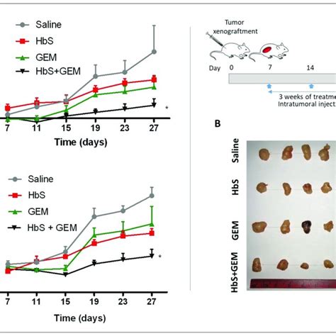 In Vivo Antitumor Efficacy Of Gem And Hbs Combination Tumor Growth