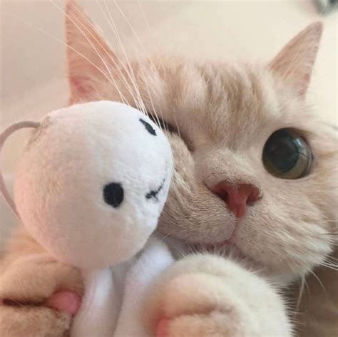 图源vb：橘猫沙梨sally 高清图片，堆糖，美图壁纸兴趣社区