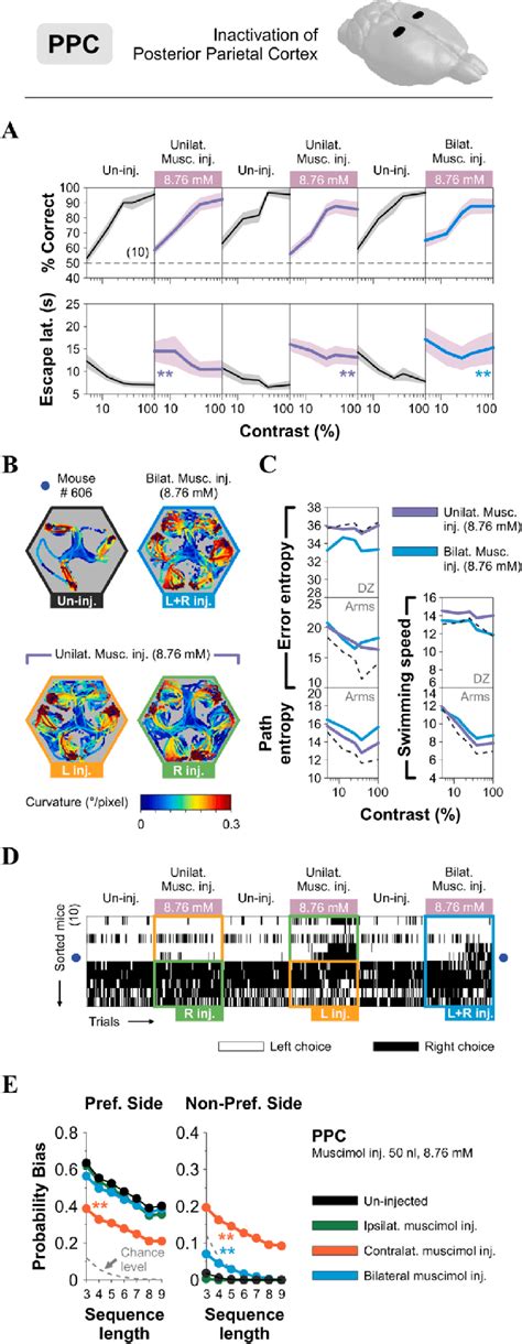 Unilateral And Bilateral Inactivation Of Posterior Parietal Cortex