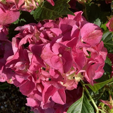 Hydrangea Macrophylla Early Rose H Large Specimen Plant