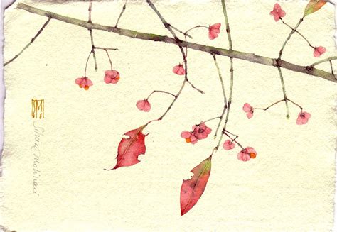 La Berretta Del Prete Di Silvia Molinari Italian Botanical Trips