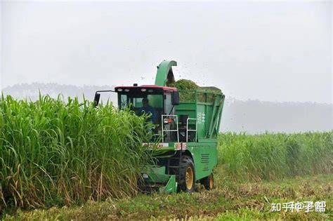 广东养牛种什么高产牧草巨菌草亩产20吨以上每年都能割6 8次 知乎