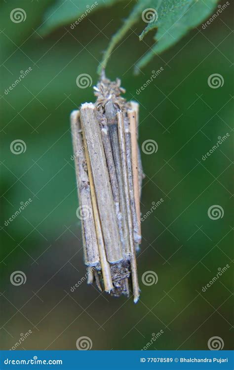 Bagworm Moth Eating A Leaf In Australia Stock Image