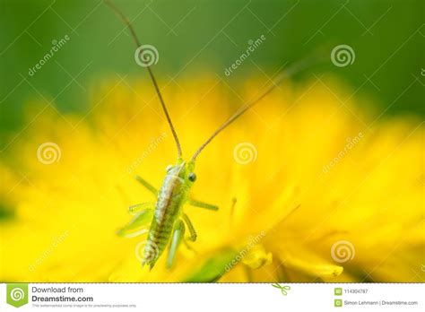 Springtime Grasshopper Stock Image Image Of Fauna 114304787