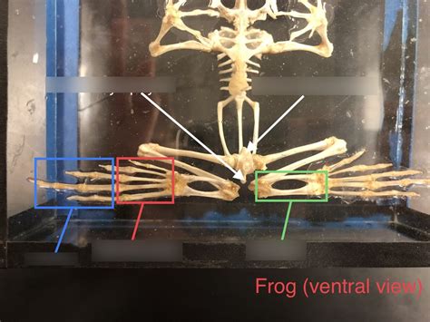 Frog Bones Pelvic Girdle Frog Skeleton An Overview With Diagrams