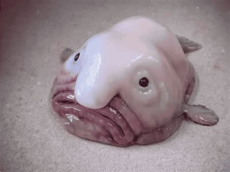 New Blob Headed Fish Among 27 Species Found In Peru New Blob Headed Fish Among 27 Species Found In Peru