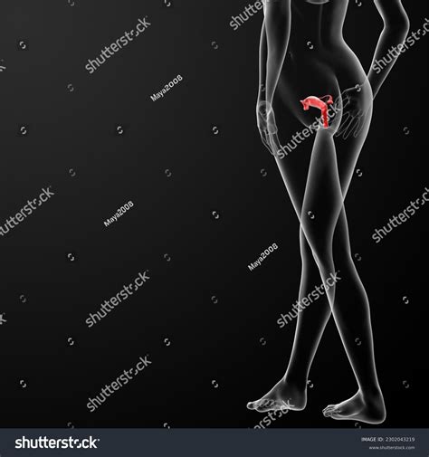 3d Image Female Reproductive System Side On View Over 7 Royalty Free