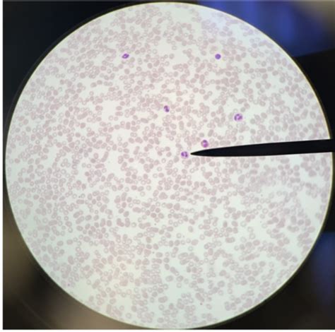 Practical Histology Flashcards Quizlet